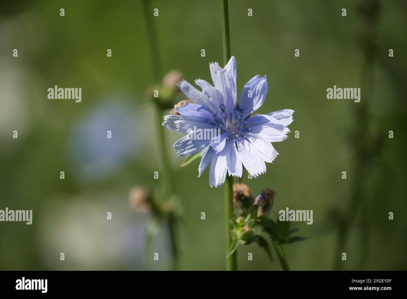 Common chicory, Cichorium intybus, with a beautiful blue flower under ...