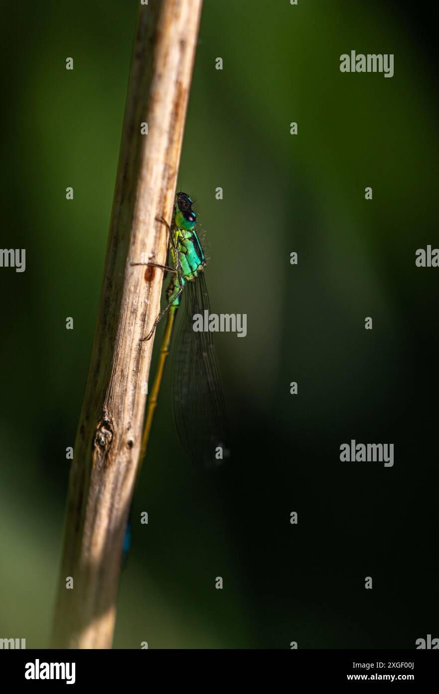 common blue damsel Stock Photo - Alamy