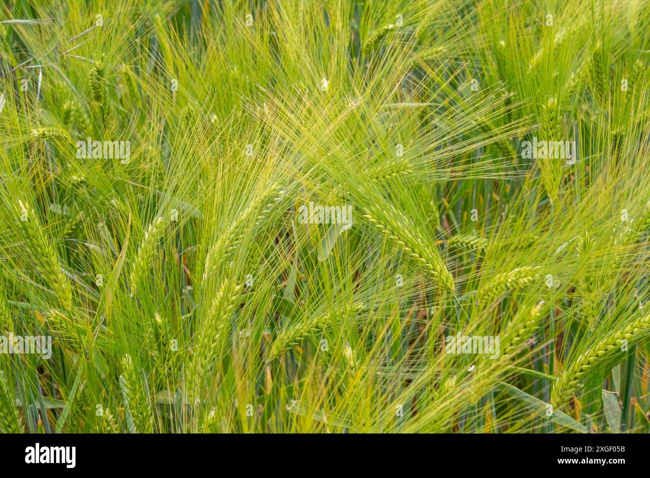 Common wheat triticum aestivum field hi-res stock photography and ...