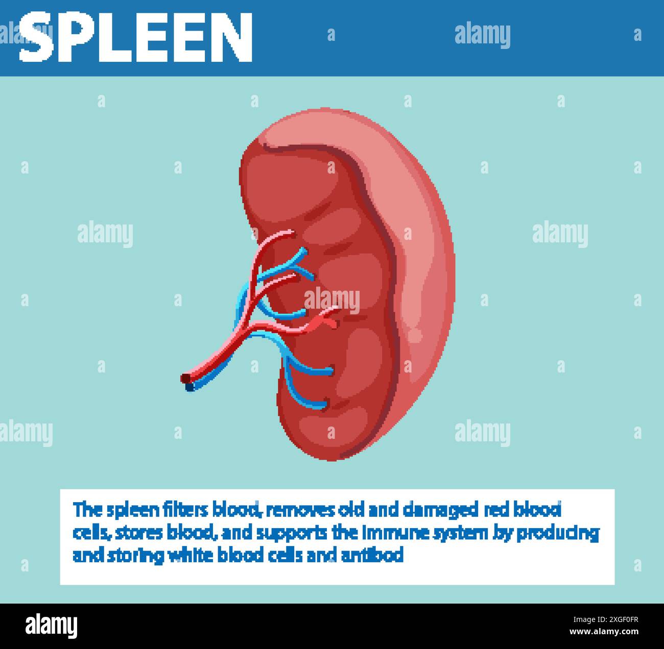 Detailed vector illustration of the human spleen Stock Vector Image & Art - Alamy