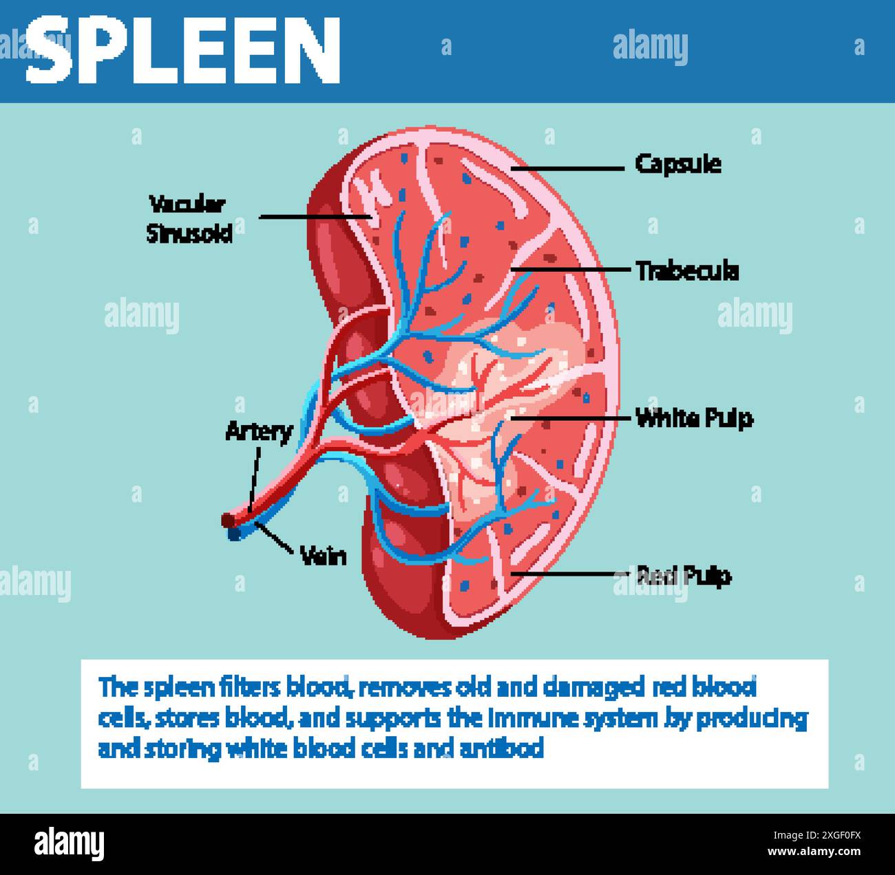 Pulp structure Stock Vector Images - Alamy