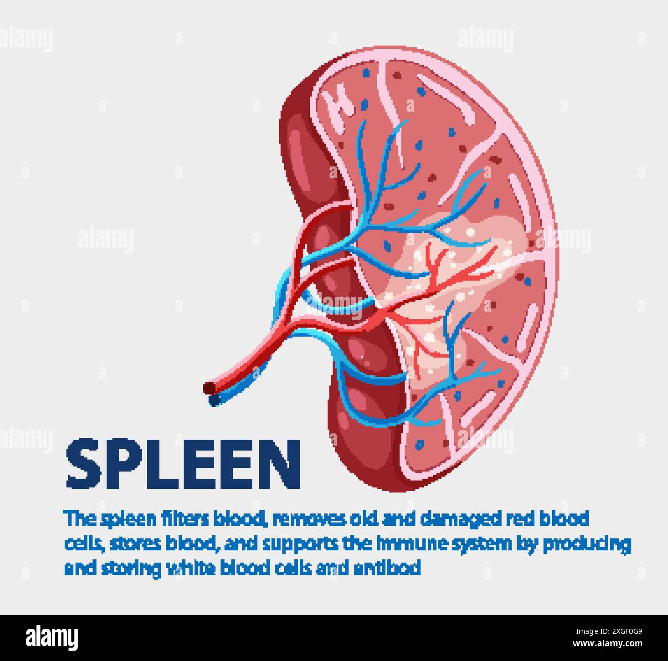 Detailed Vector Of Spleen With Functions Explained Stock Vector Image And Art Alamy
