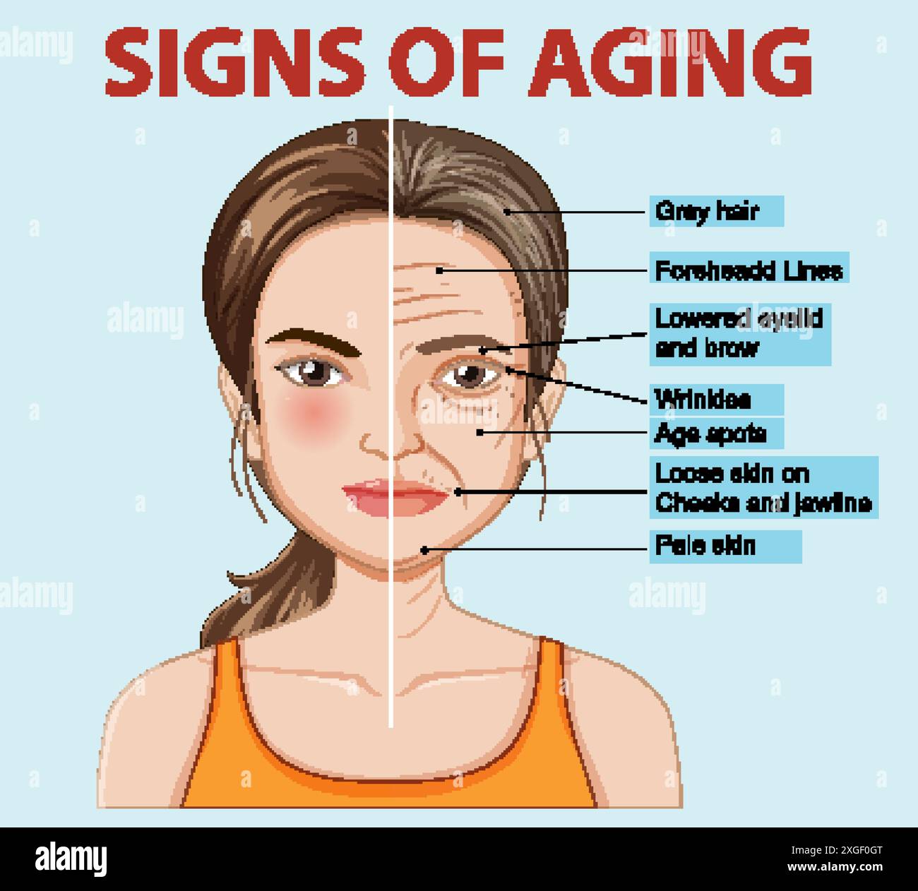 Visual depiction of common aging signs Stock Vector Image & Art - Alamy Visual depiction of common aging signs Stock Vector Image & Art - Alamy