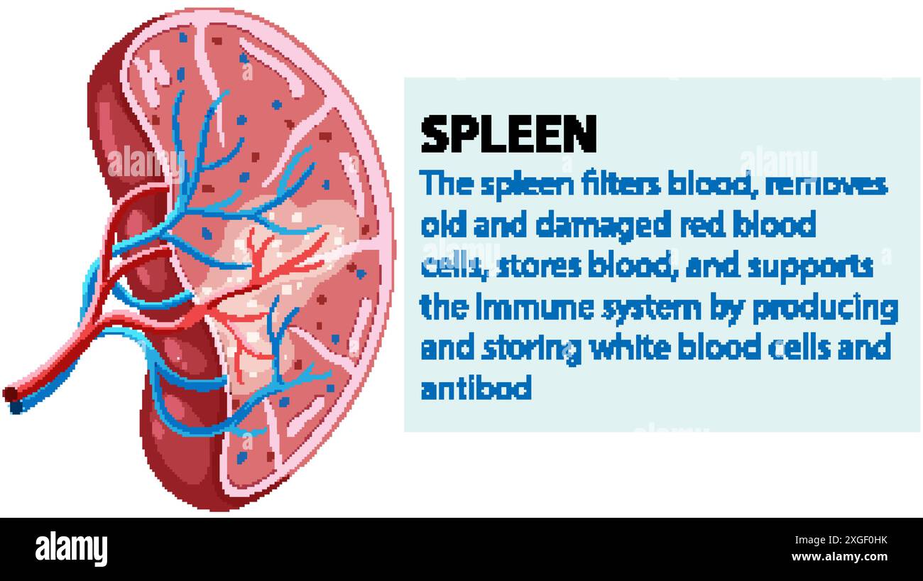 Spleen cells vector vectors hi-res stock photography and images - Alamy