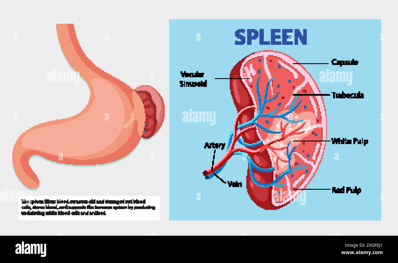 Detailed diagram of the human spleen anatomy Stock Vector Image & Art - Alamy
