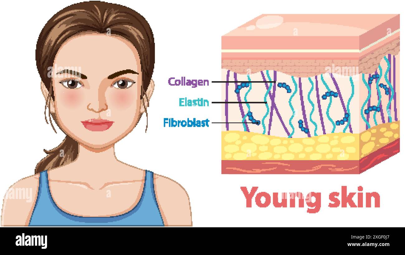 Diagram showing components of young skin Stock Vector Image & Art - Alamy