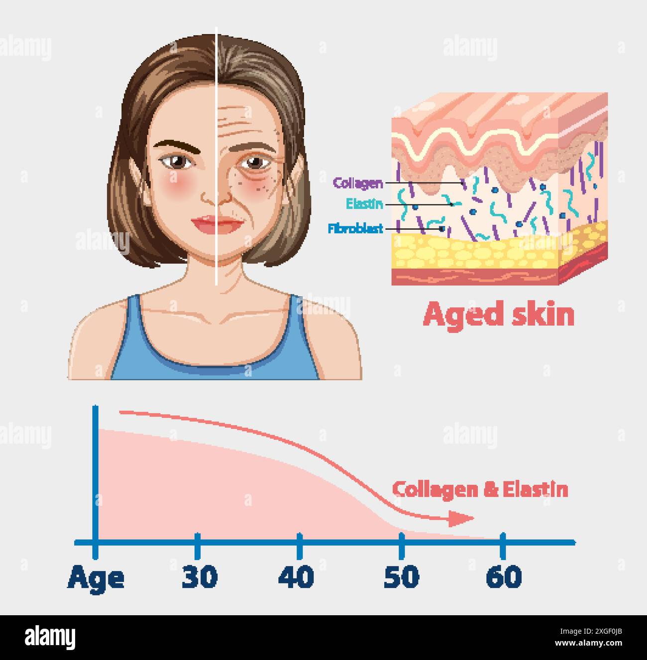Illustration showing skin aging and collagen decrease Stock Vector ...
