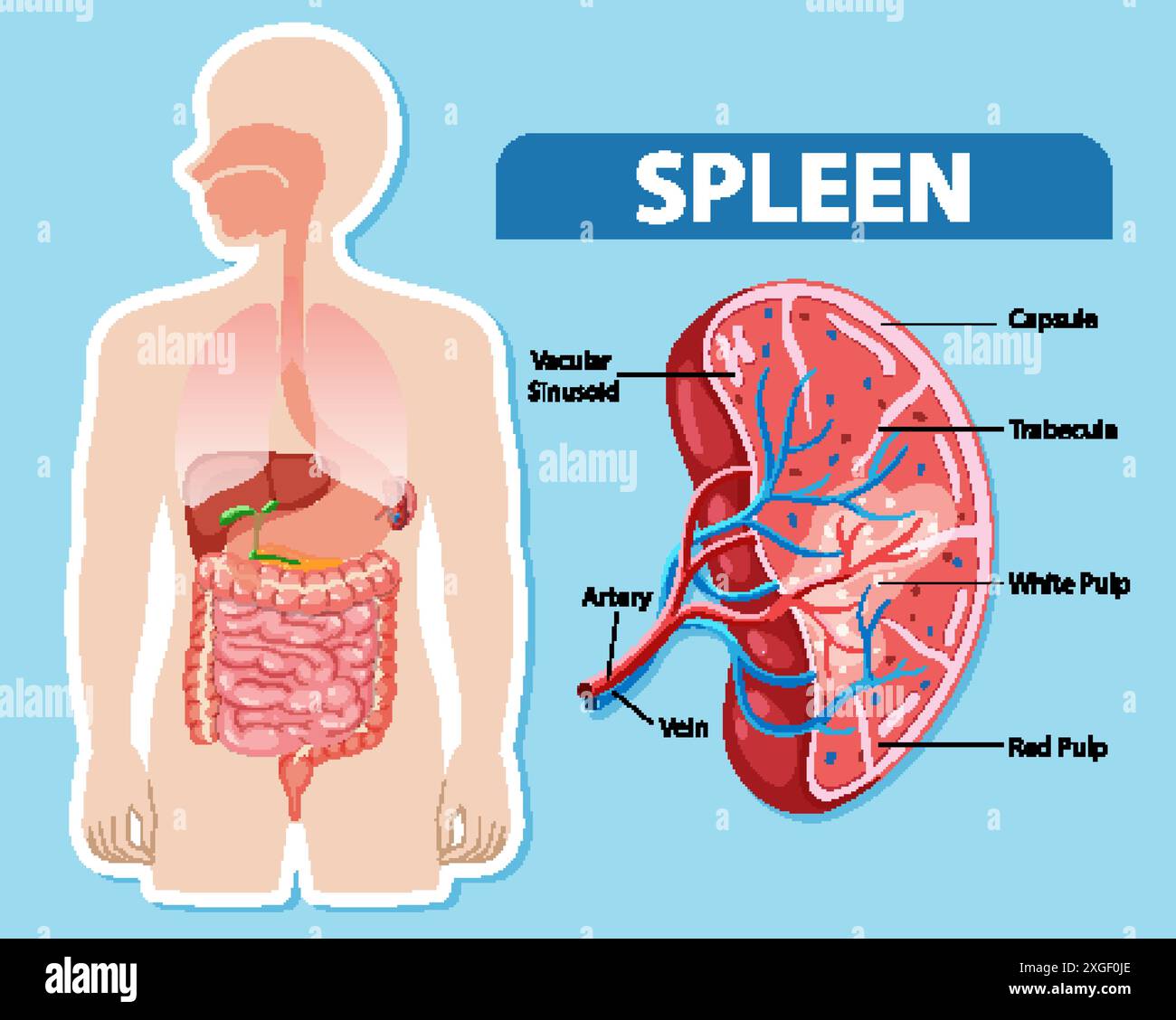 Detailed diagram of spleen and its parts Stock Vector Image & Art - Alamy