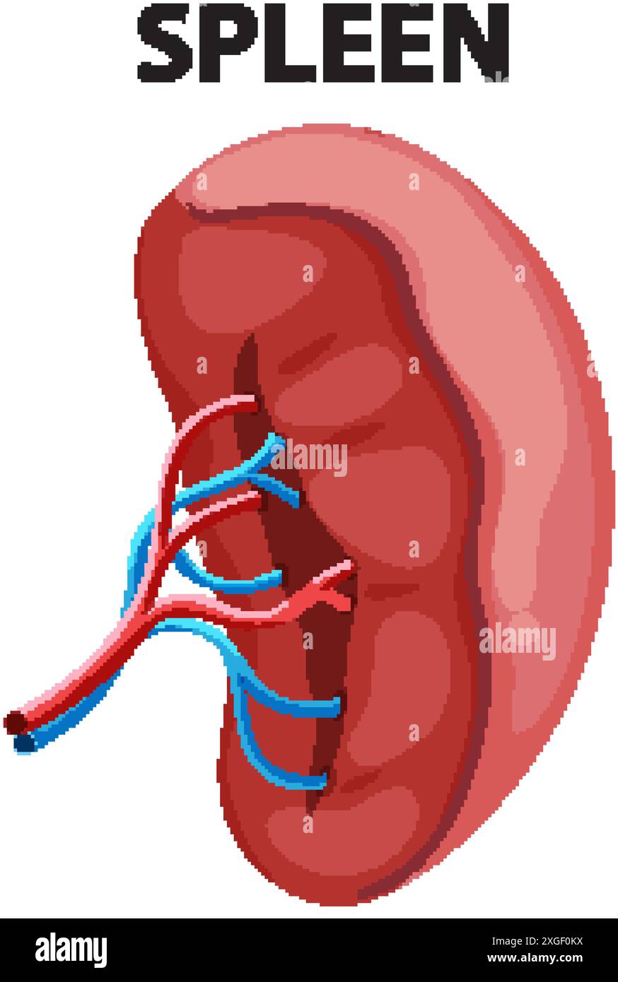 Detailed vector illustration of the human spleen Stock Vector Image ...