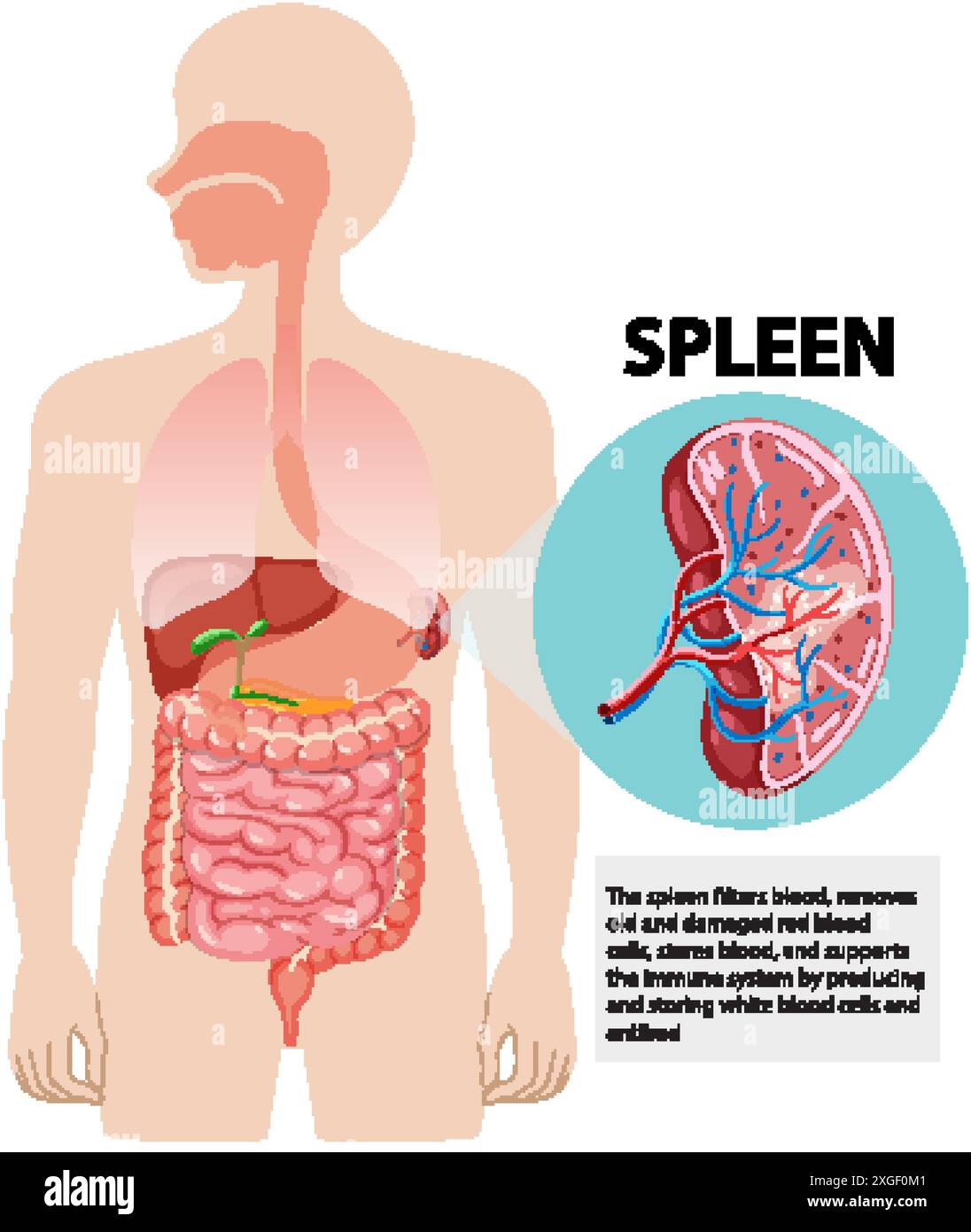 Detailed vector of spleen and digestive system Stock Vector Image & Art - Alamy