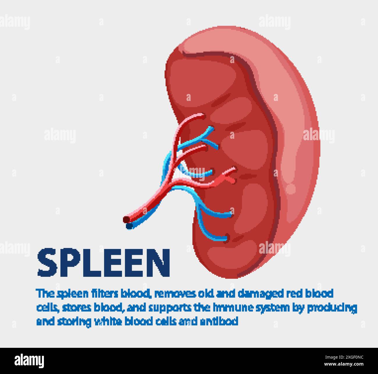 Detailed vector illustration of the human spleen Stock Vector Image & Art - Alamy