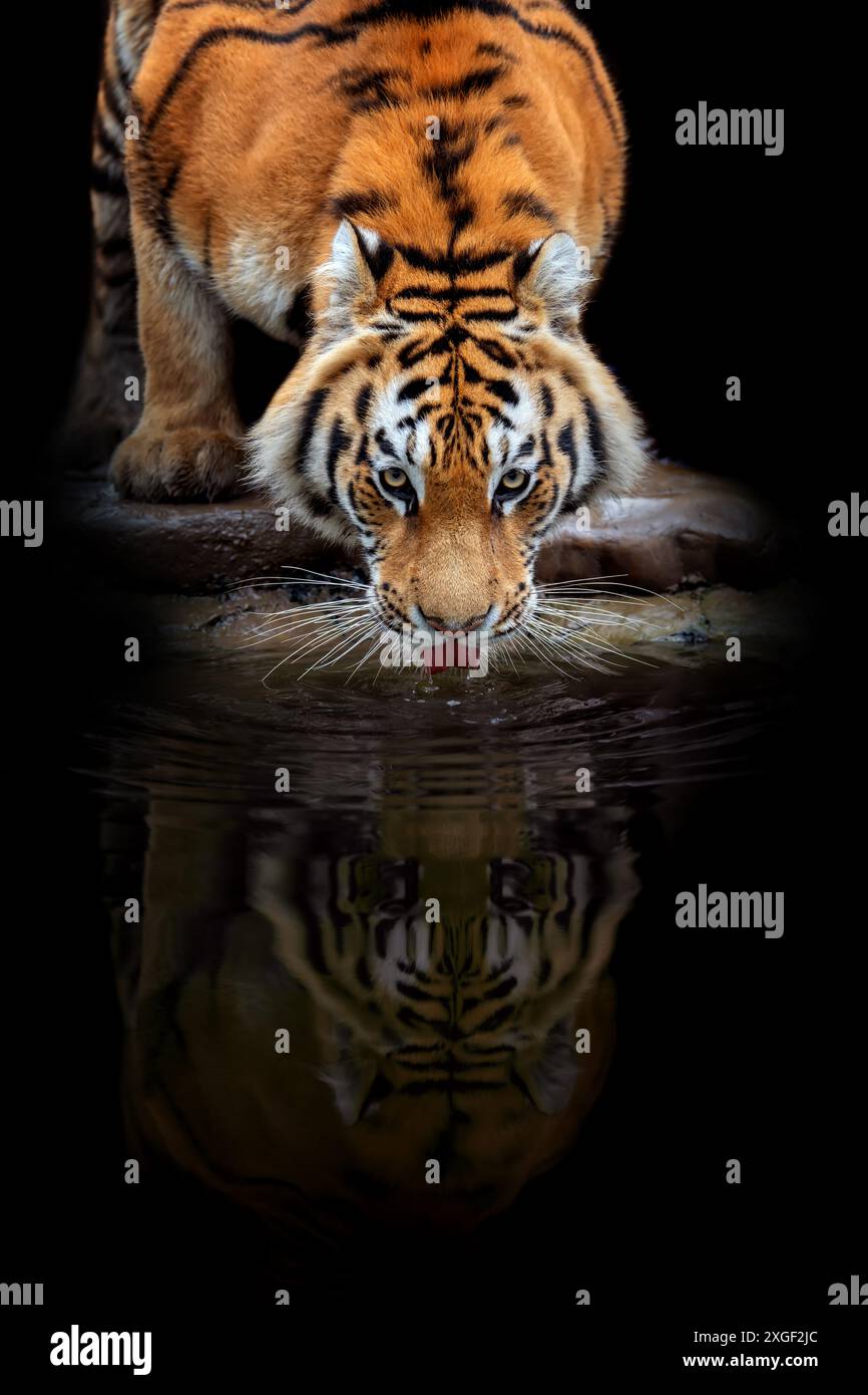Close up adult tiger drink water and reflection. Animal on dark ...
