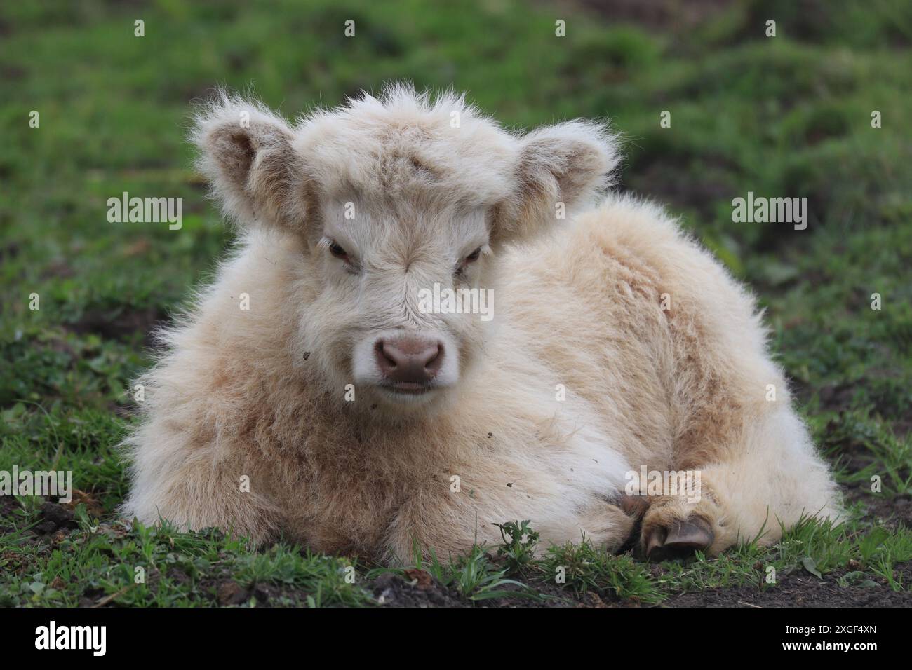 Young Highland Cow Stock Photo - Alamy