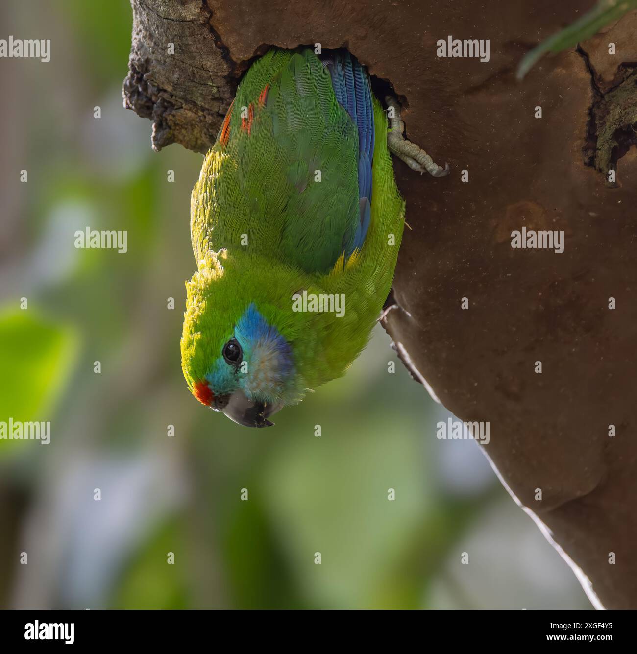 a close up of a female double-eyed fig parrot hanging from a nest hole ...