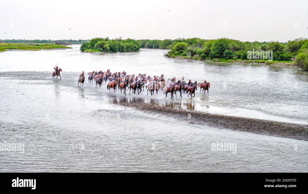 YILI, CHINA - JUNE 27, 2024 - Horses running at the Zhaosu Wetland Park ...