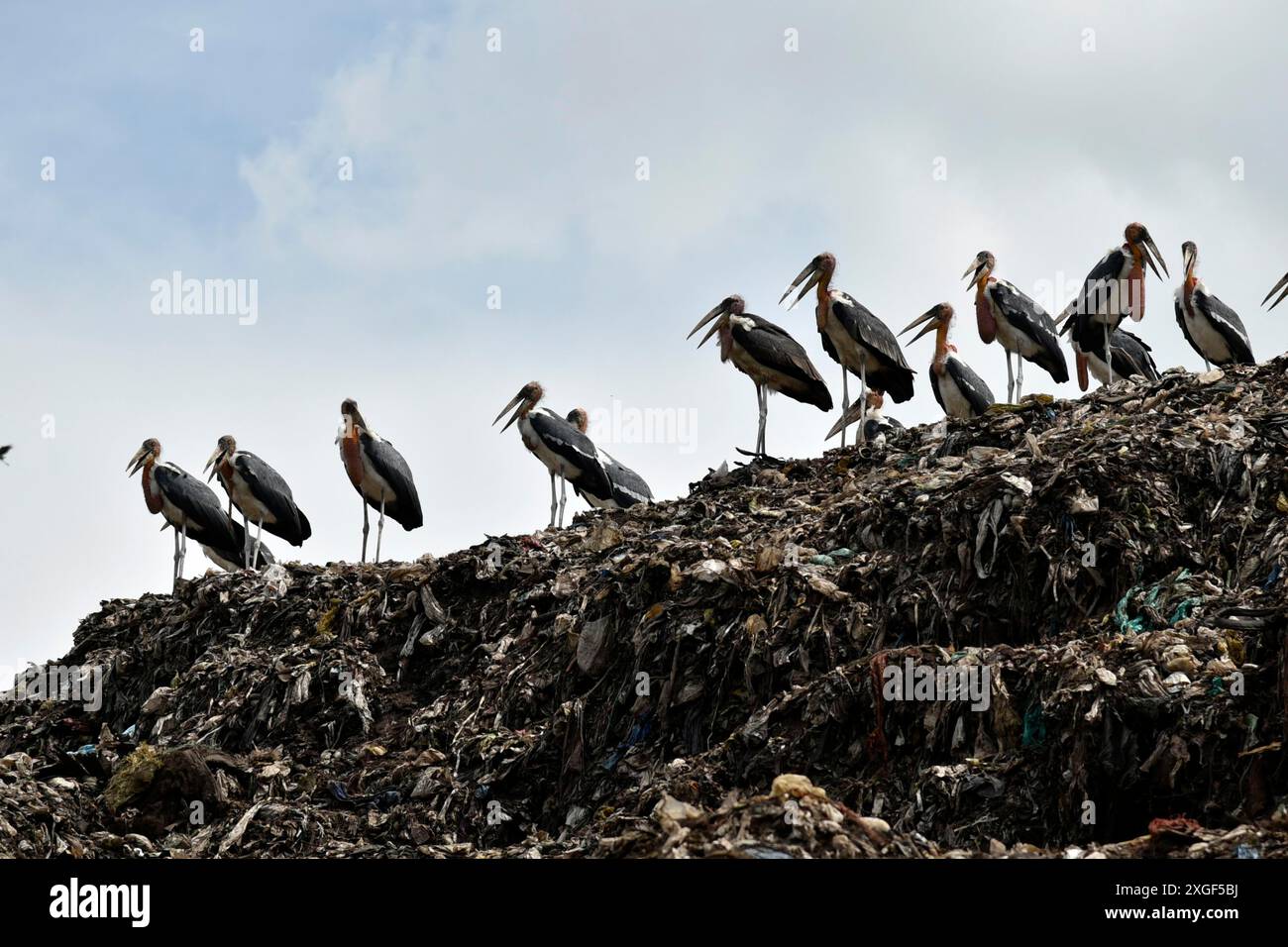 Greater Adjutant Stork (Leptoptilos dubius) at a largest disposal site ...