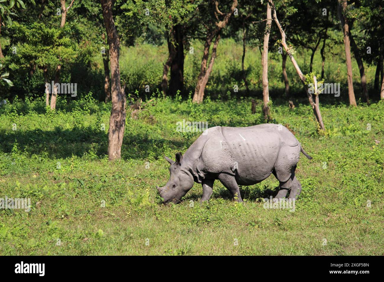 One horned or single horned rhinoceroses grazing at Kaziranga wildlife ...