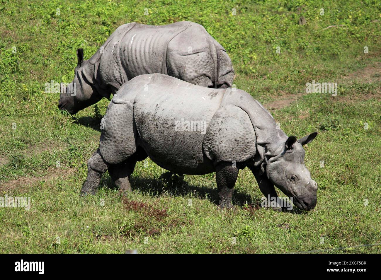 One horned or single horned rhinoceroses grazing at Kaziranga wildlife ...