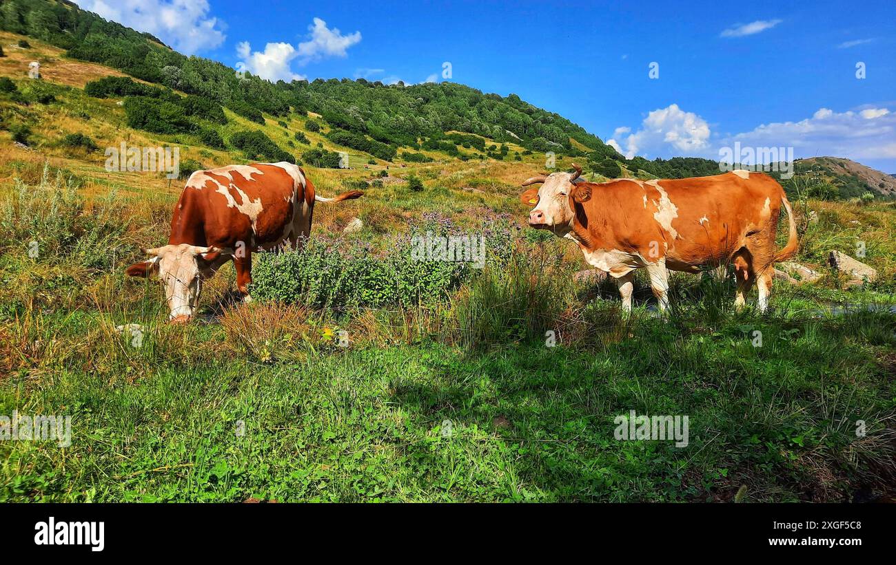 Two cows grazing in a green pasture under a clear blue sky Stock Photo ...