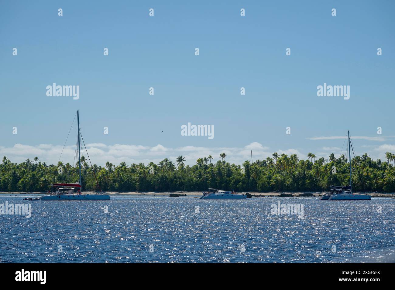 Excursion boats, sailing boats, catamarans, coconut palm (Cocos ...