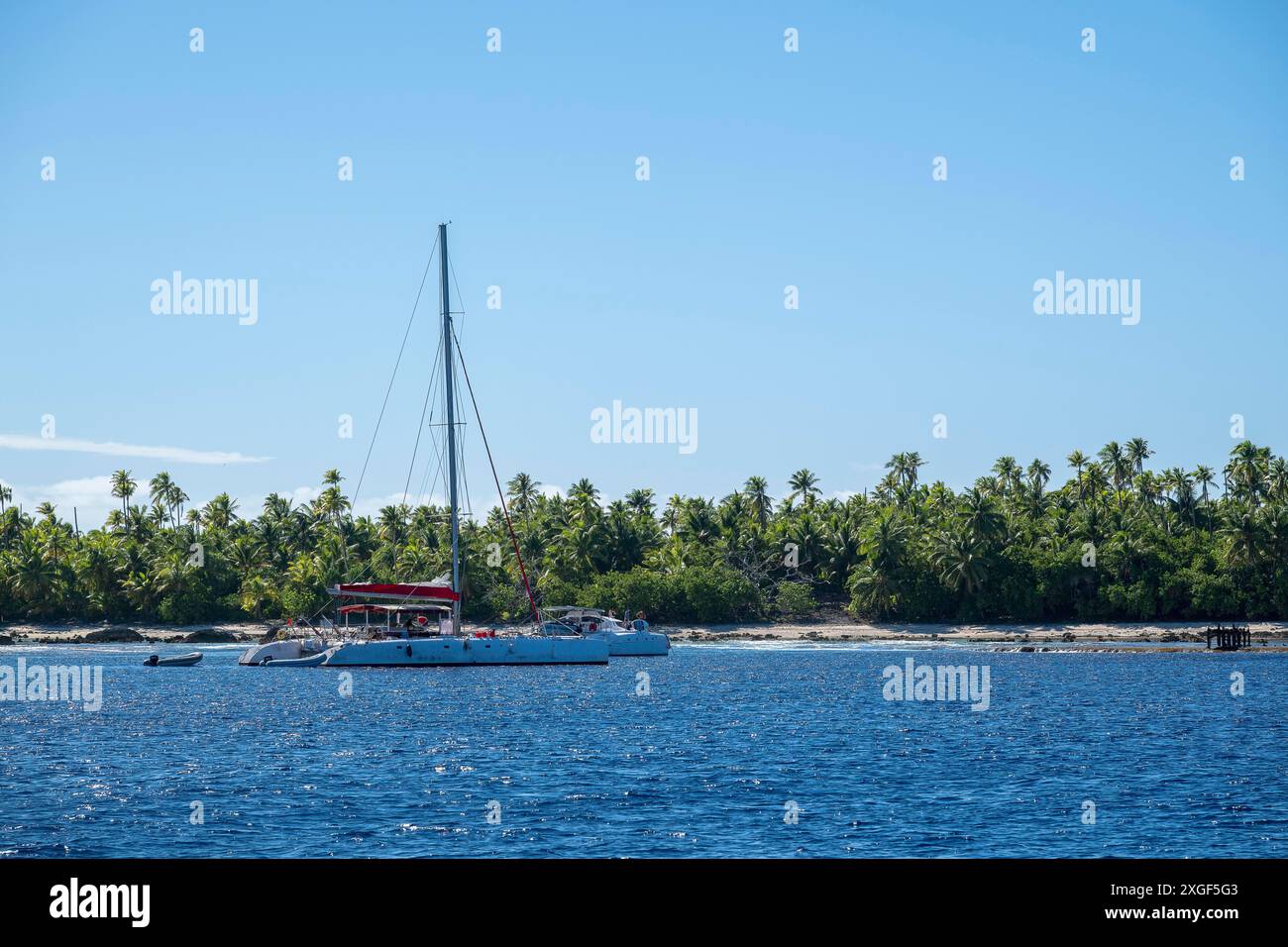 Excursion boats, sailing boats, catamarans, coconut palm (Cocos ...