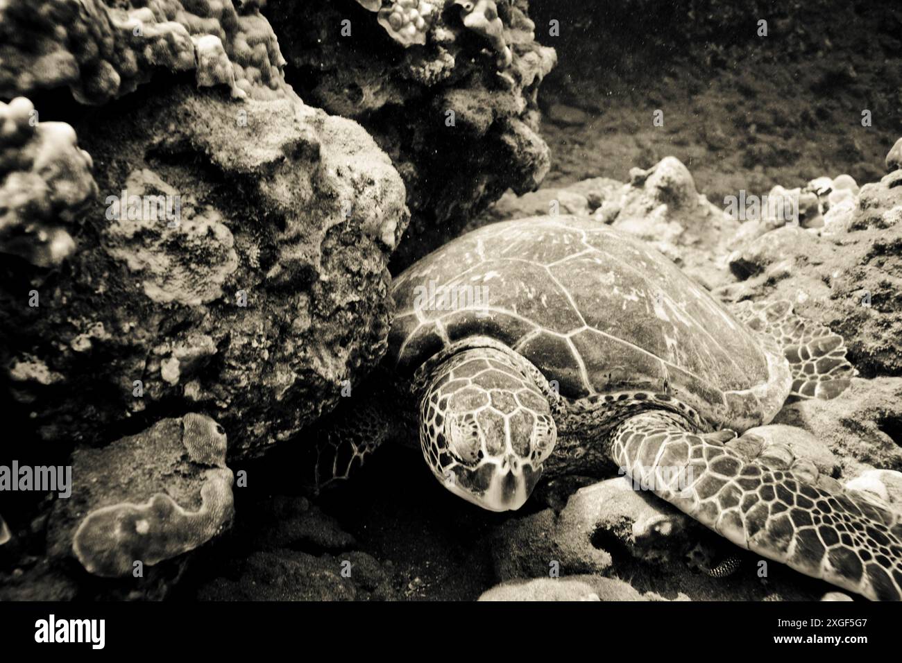 Green sea turtle underwater usa hi-res stock photography and images - Alamy