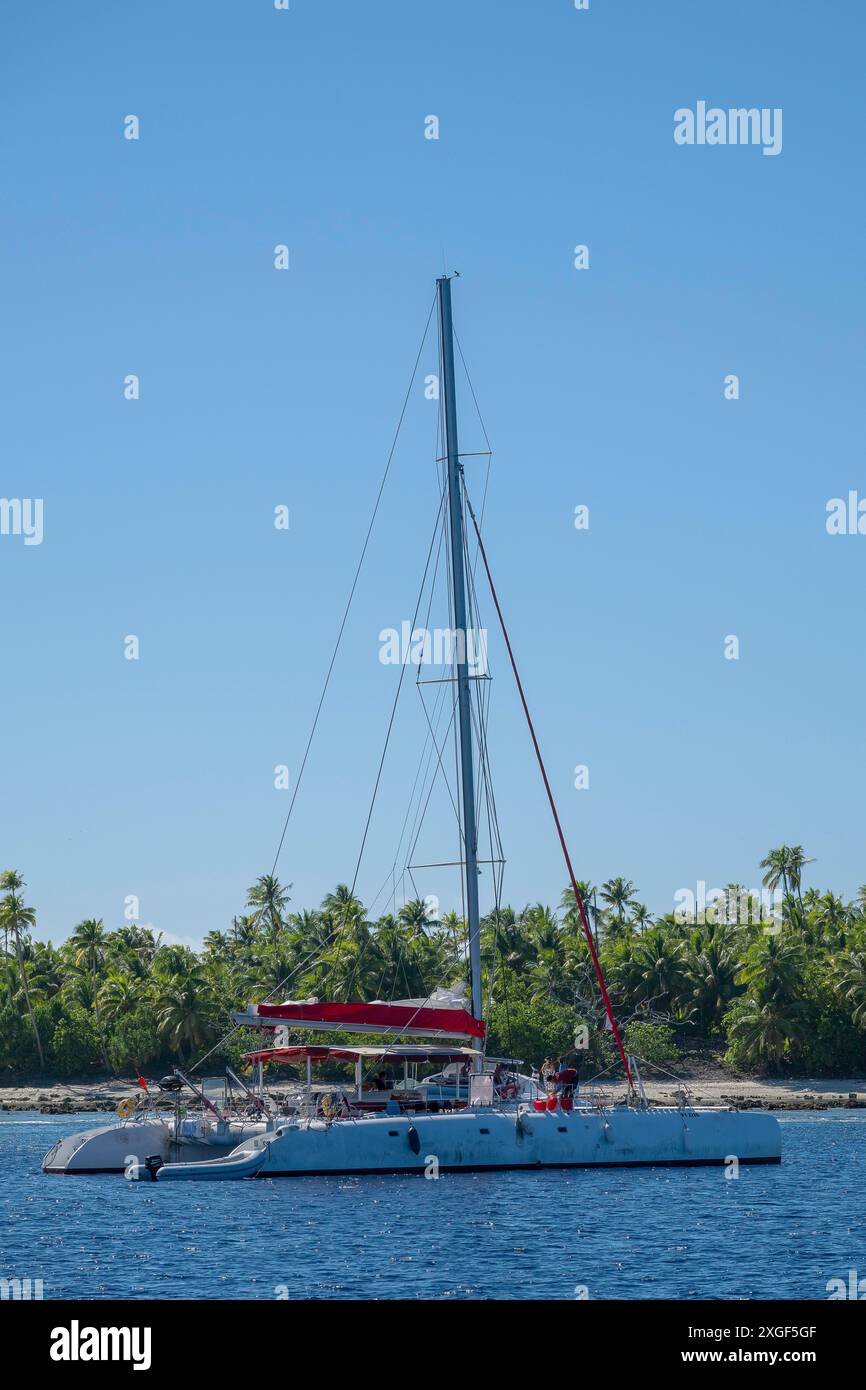 Excursion boat, sailing boat, catamaran, coconut palm (Cocos nucifera ...
