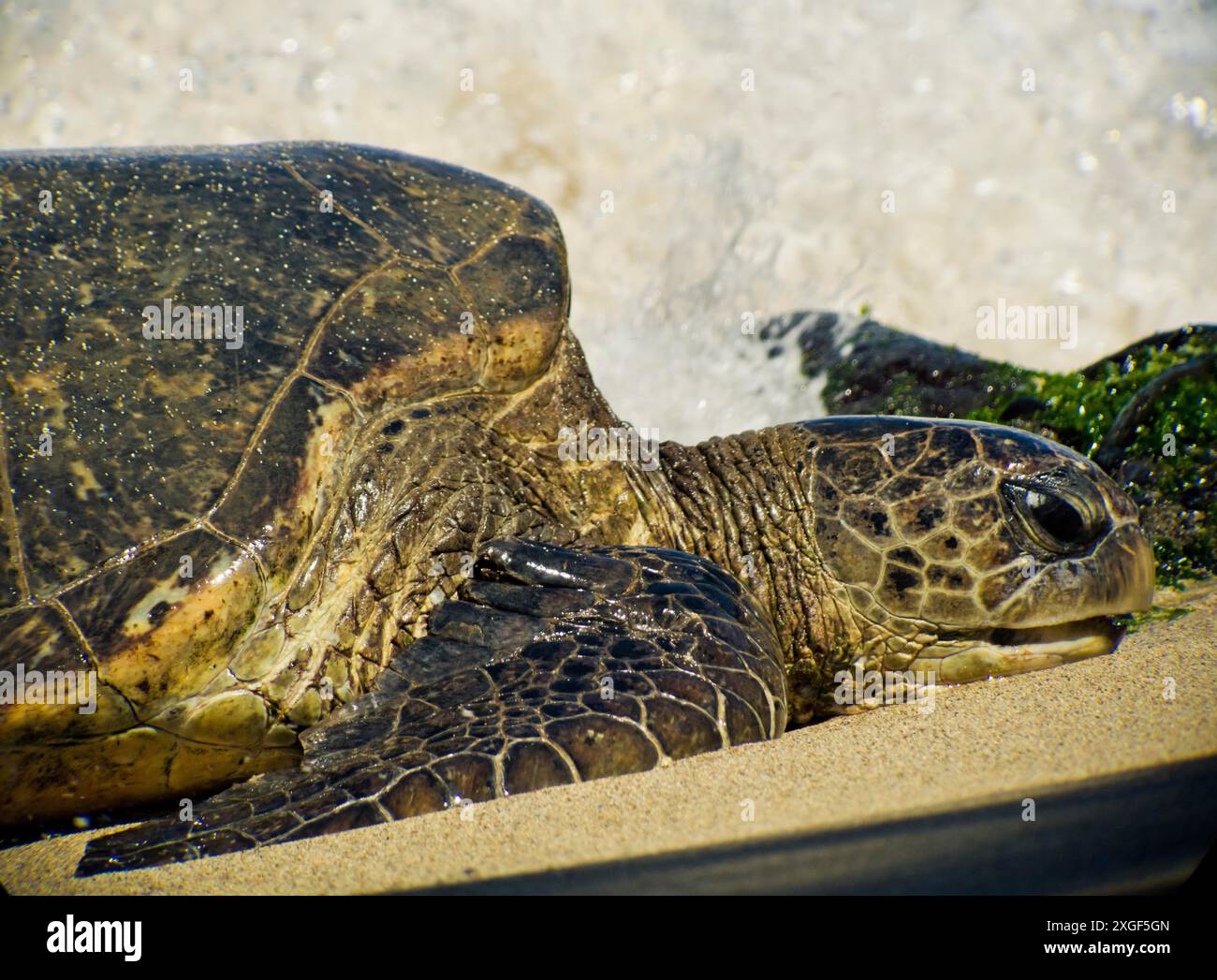 Green sea tortoise chelonia mydas hi-res stock photography and images ...