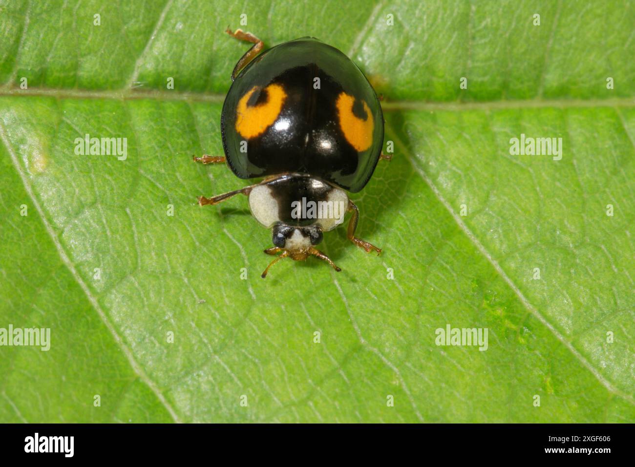 Macro photograph of a asian lady beetle (Harmonia axyridis) on a leaf ...