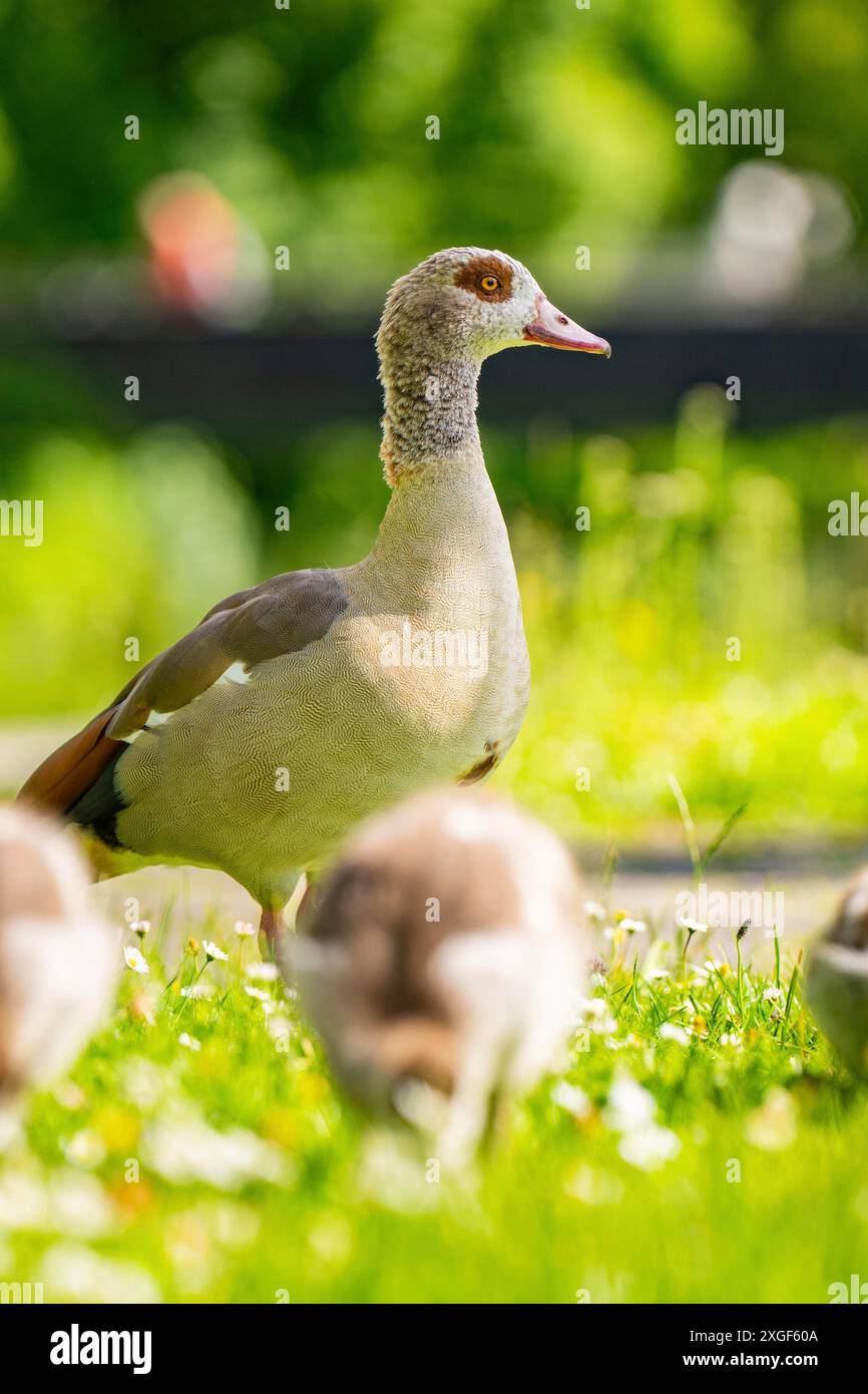 A goose stands in the green grass in bright daylight and looks ...