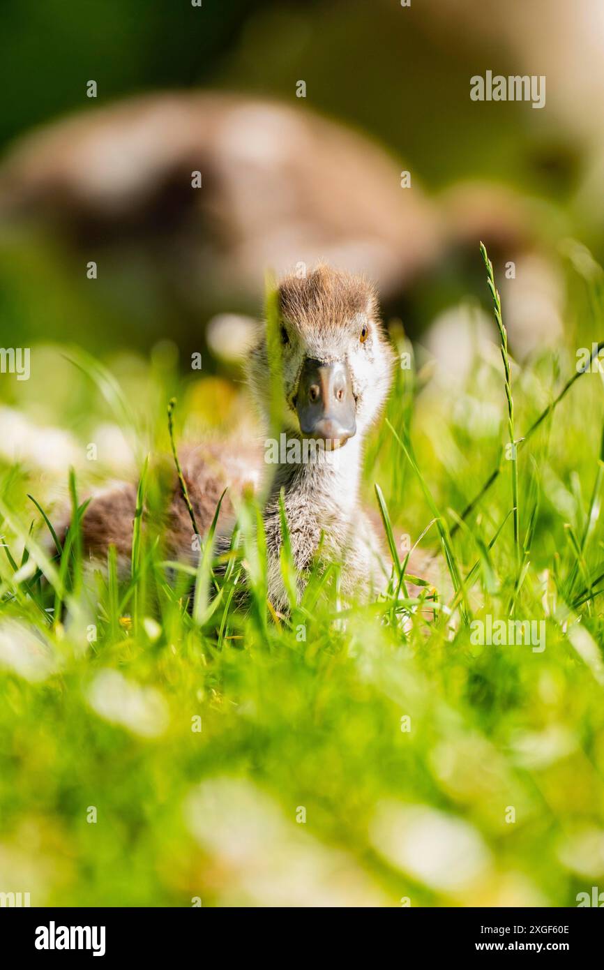 A chick looks head-on into the camera and sits in the lush green grass ...