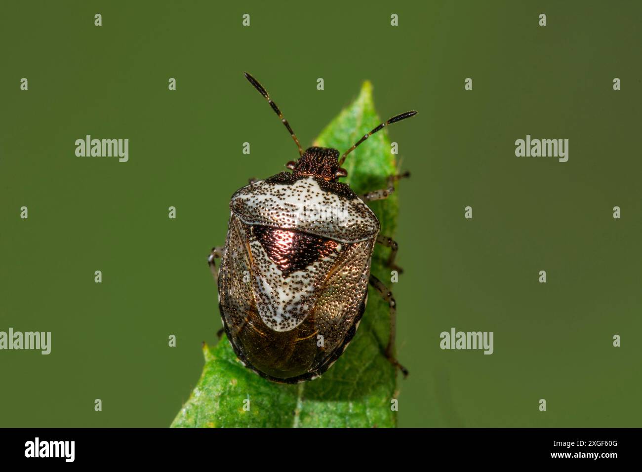 Macro photograph of a Schiller bug (Eysacoris venistissimus) sitting on ...