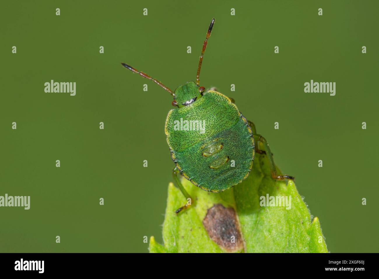 Macro photograph of a Green shield bug (Palomena prasina) in the 4th ...