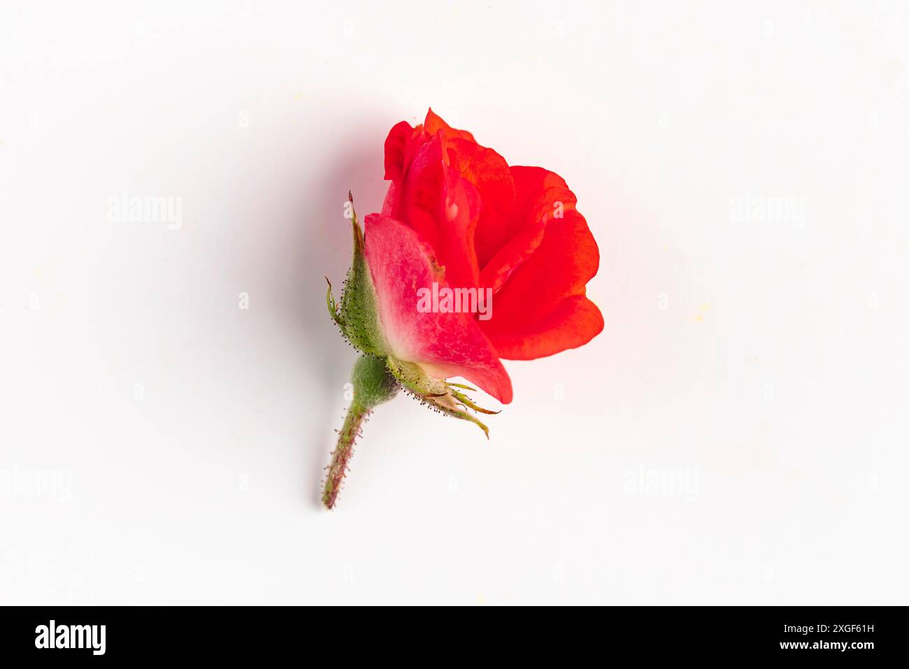Pink blossom on flowering hi-res stock photography and images - Alamy
