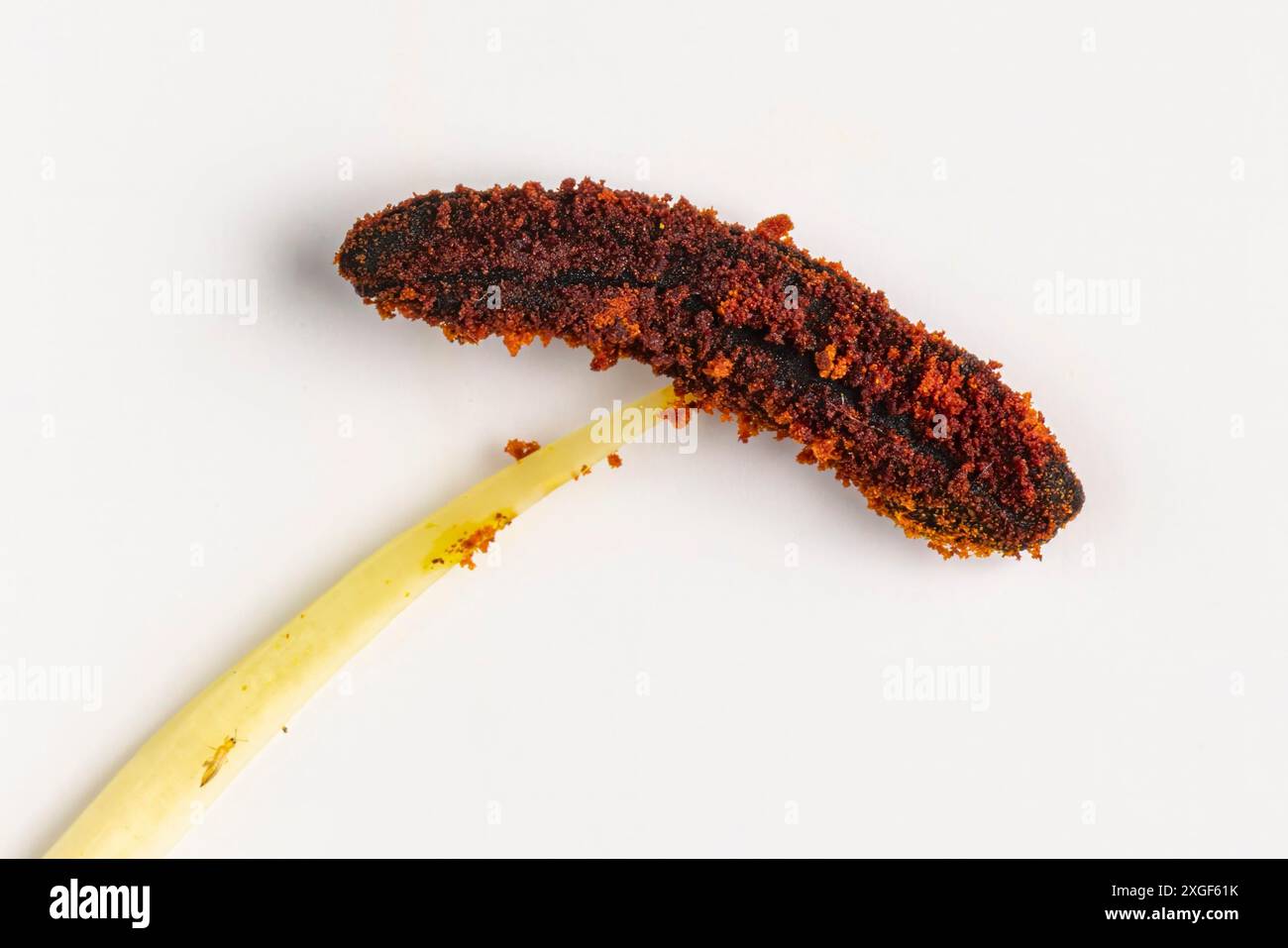 Close-up of a pollen-covered stamen of the lily (Lilium), white ...