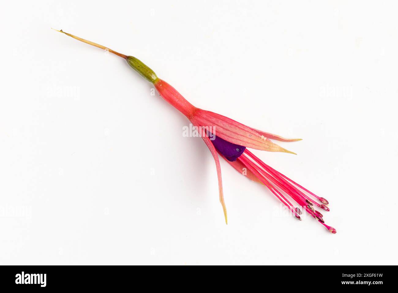 All white fuchsia flower Cut Out Stock Images & Pictures - Alamy