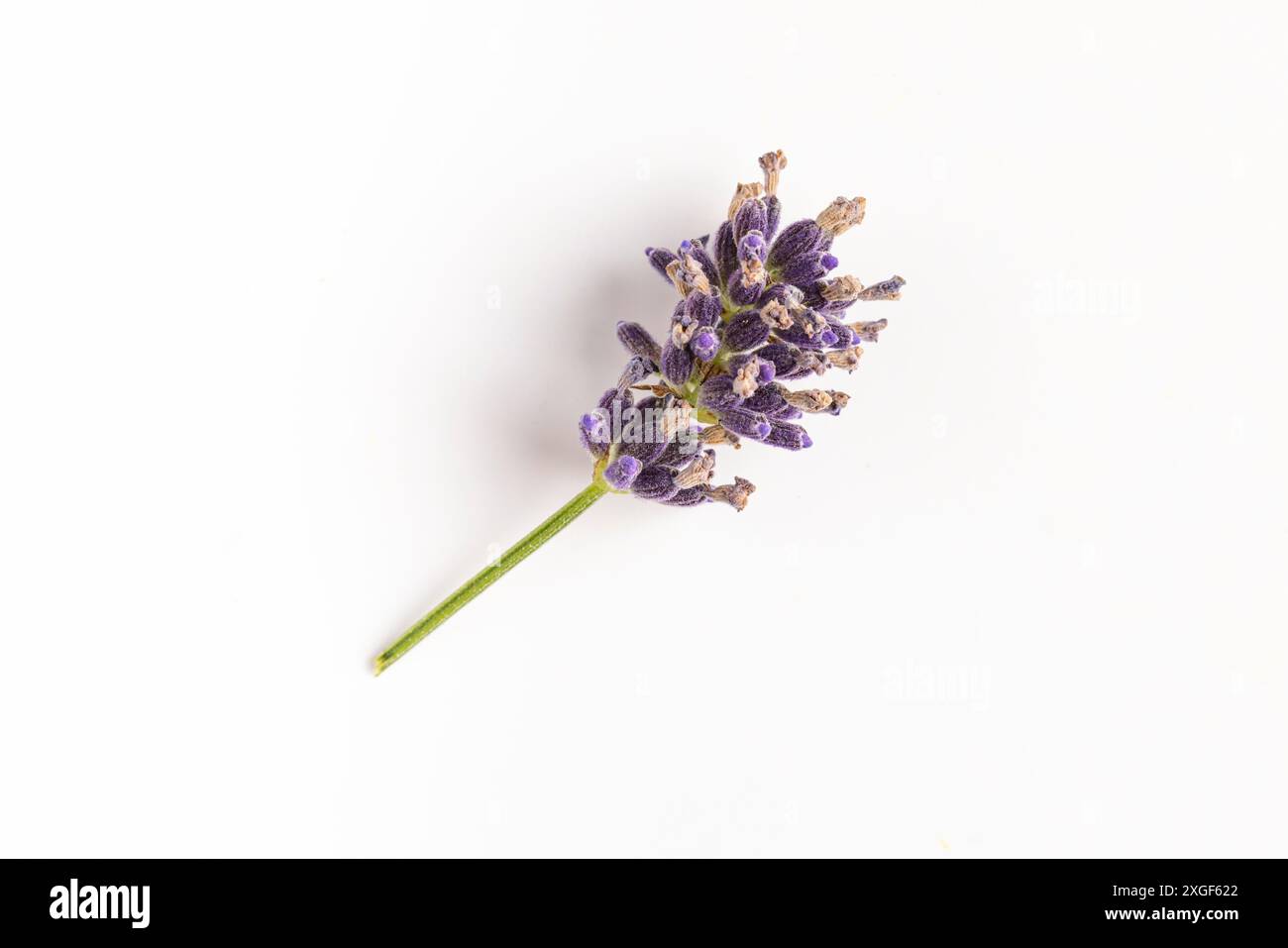 Inflorescence of Common lavender (Lavandula angustifolia) on a white ...