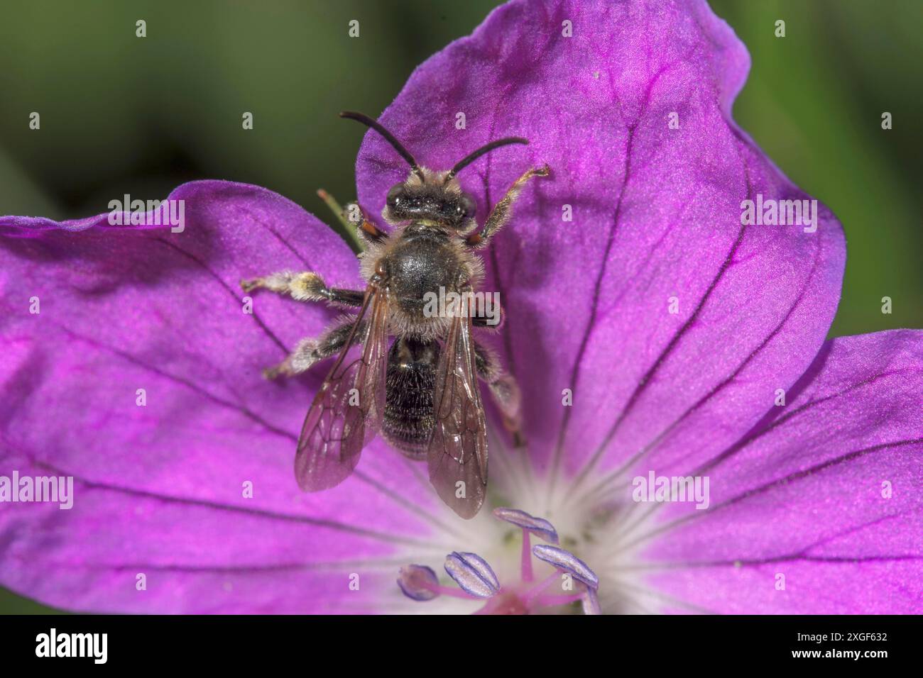 Macrophotograph of a thighed bee (Macropis europaea) on a flower of the ...