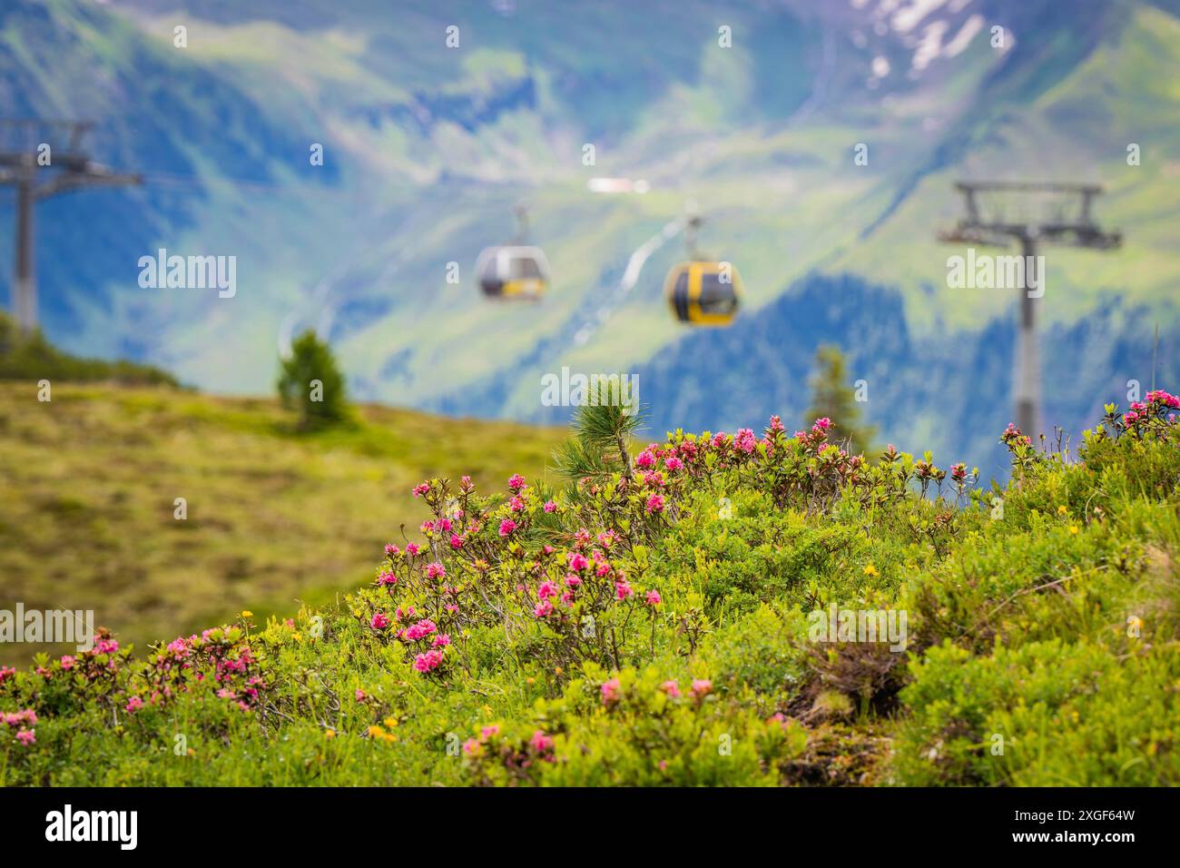 Flowering plants in the foreground and cable car cabins in front of a ...