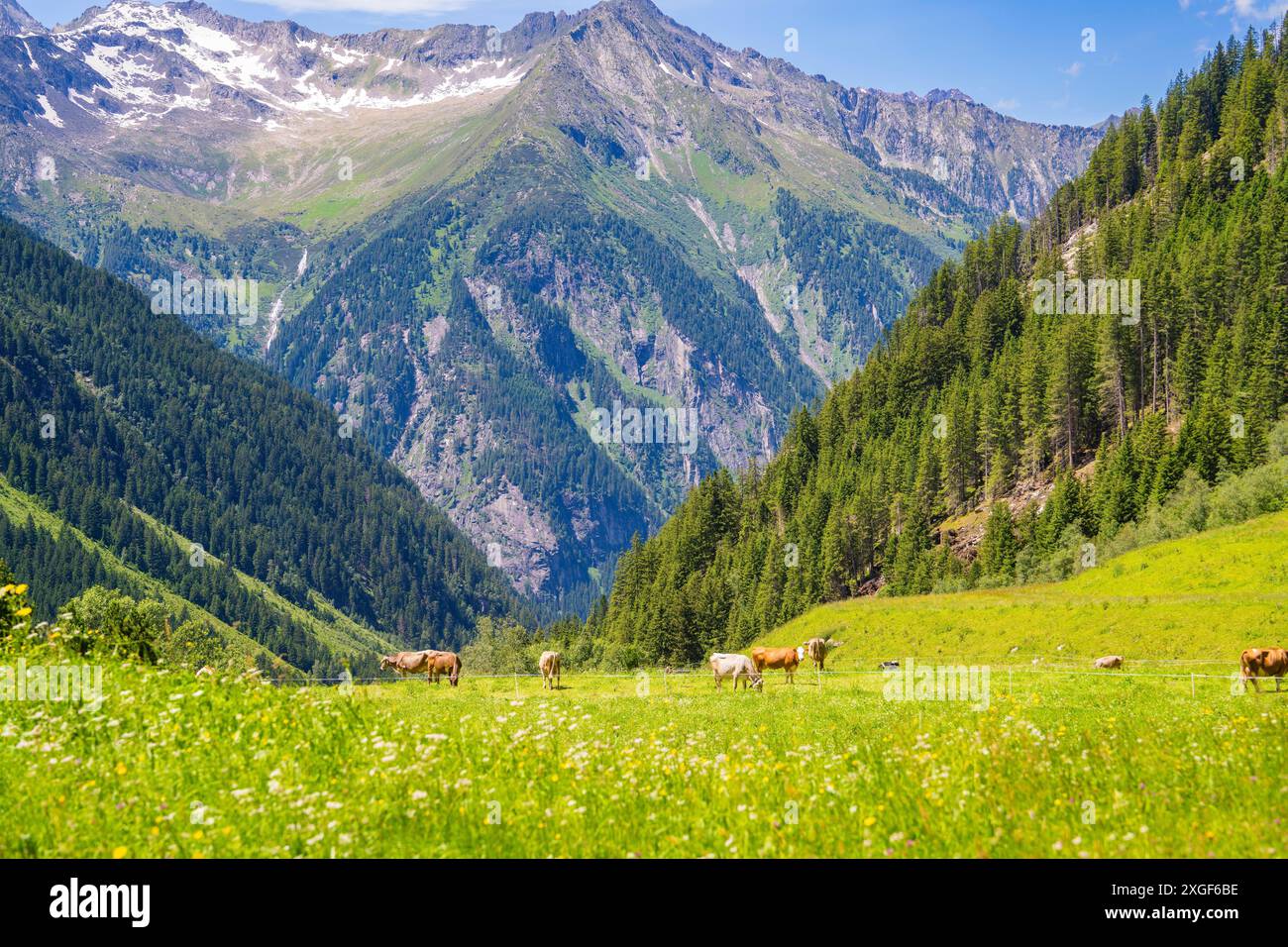 Green alpine meadows with grazing cows, surrounded by high green ...