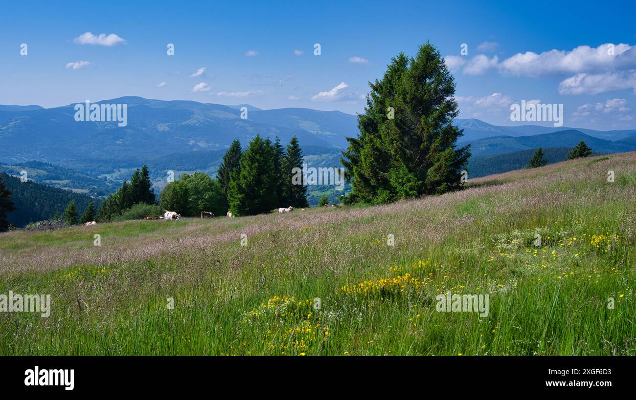 Landscape in the Vosges mountains in France in Alsace Stock Photo - Alamy