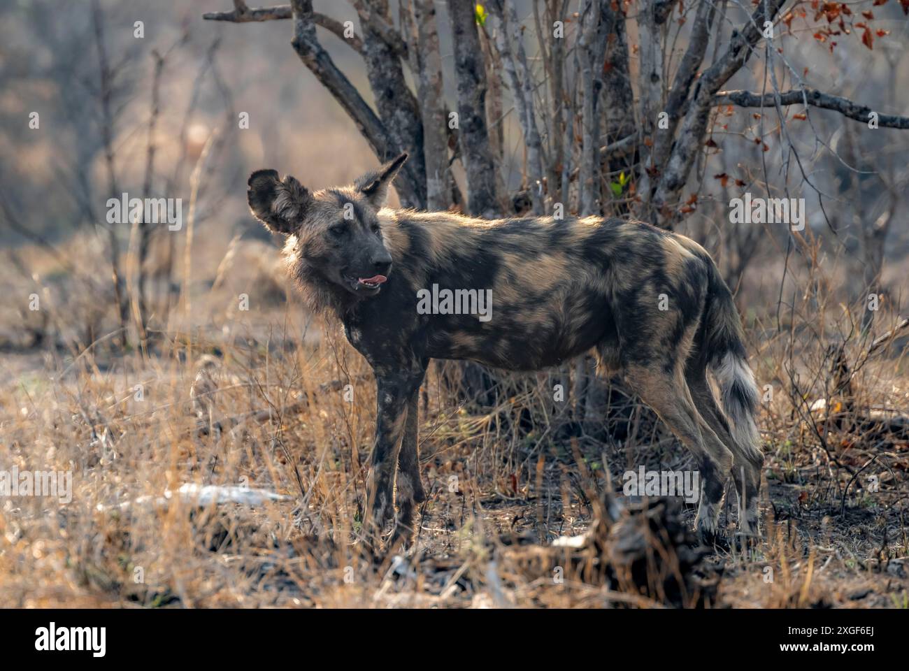 African wild dog (Lycaon pictus), Kruger National Park, South Africa ...