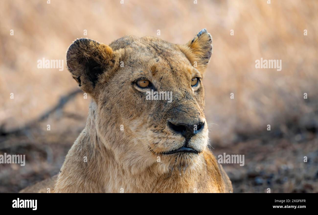 Lion (Panthera leo), adult female, animal portrait, lying, African ...