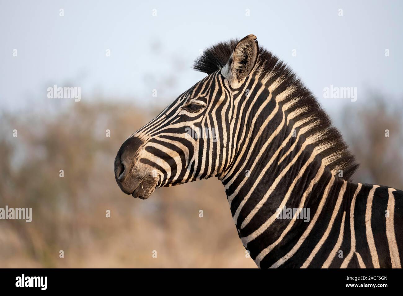 Plains zebra (Equus quagga), animal portrait, in dry grass, Kruger ...