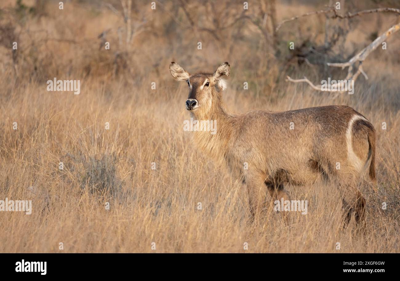 Ellipsen waterbuck (Kobus ellipsiprymnus), adult female in dry grass ...