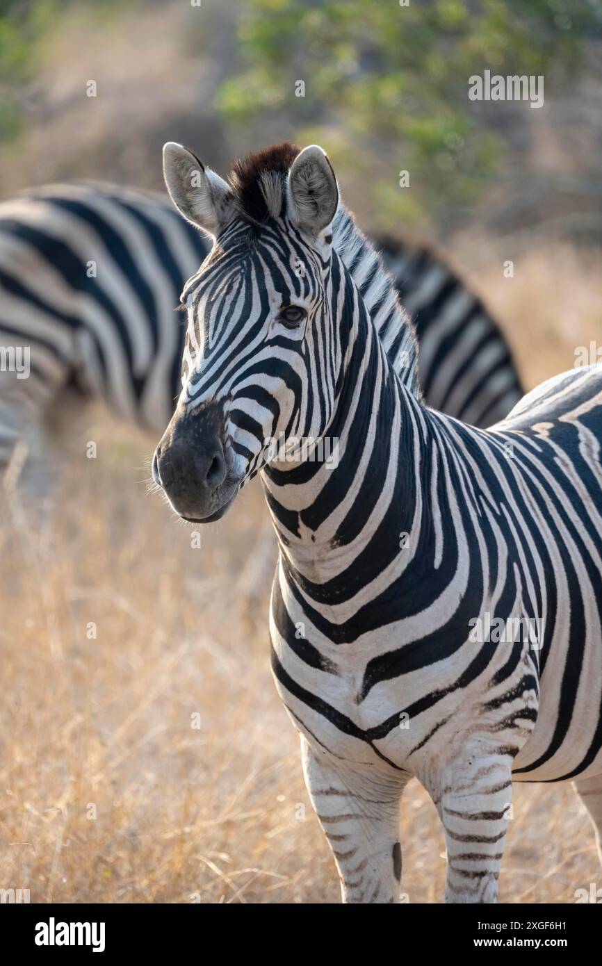 Plains zebra (Equus quagga), animal portrait, in dry grass, Kruger ...