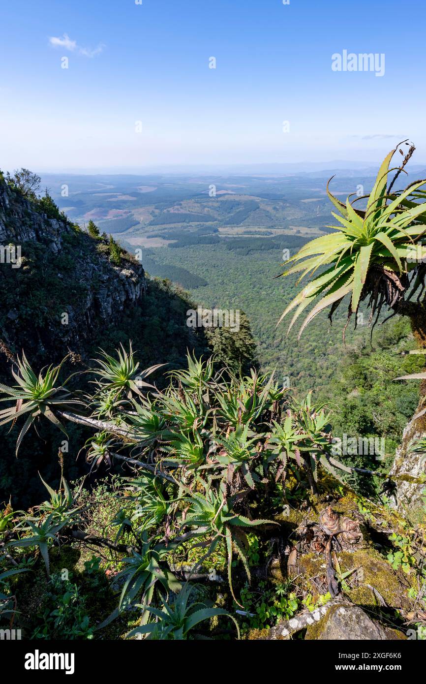 Krantz aloe (Aloe arborescens) growing on rocks, view at God's Window ...