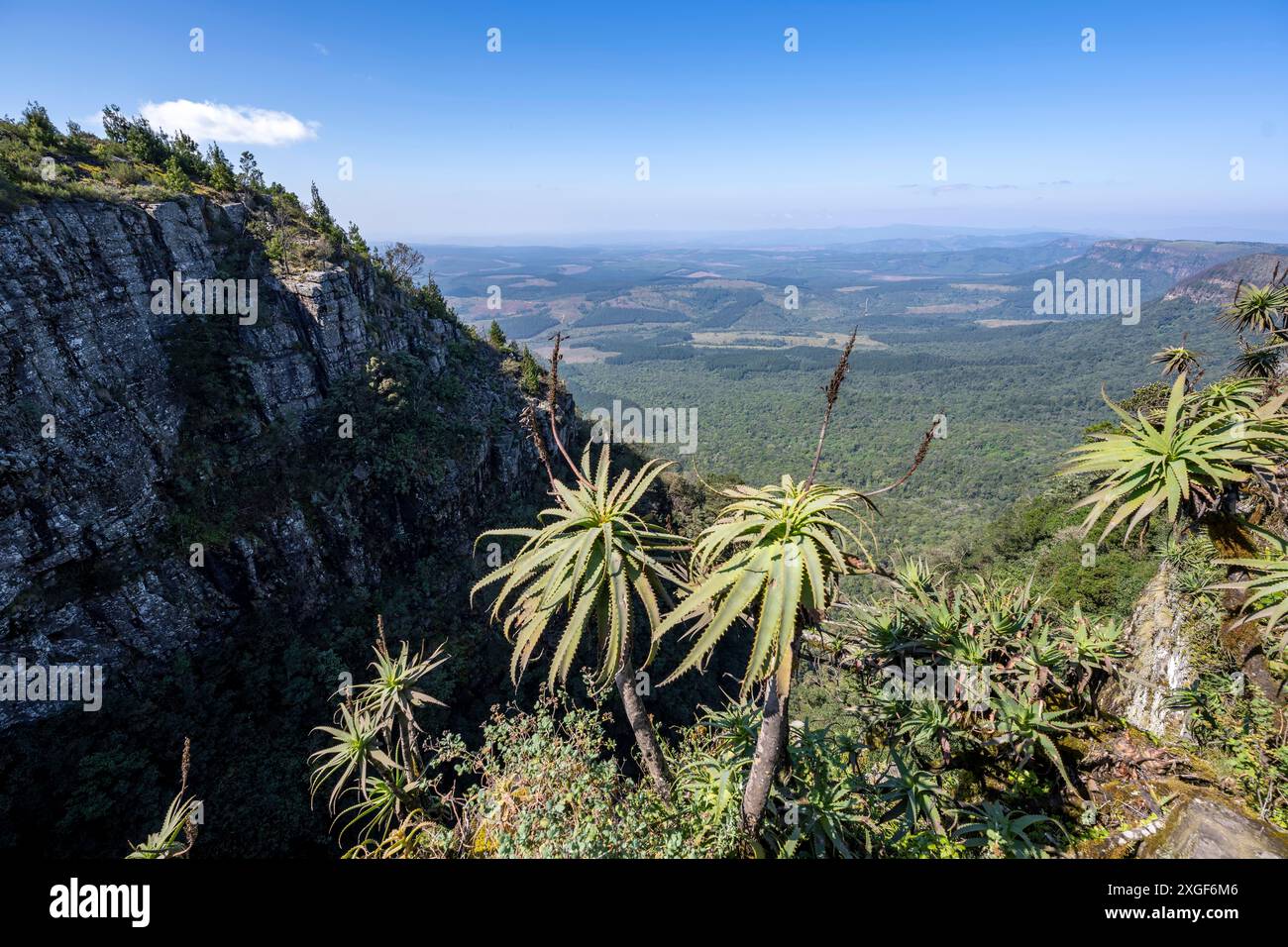 Krantz aloe (Aloe arborescens) growing on rocks, view at God's Window ...