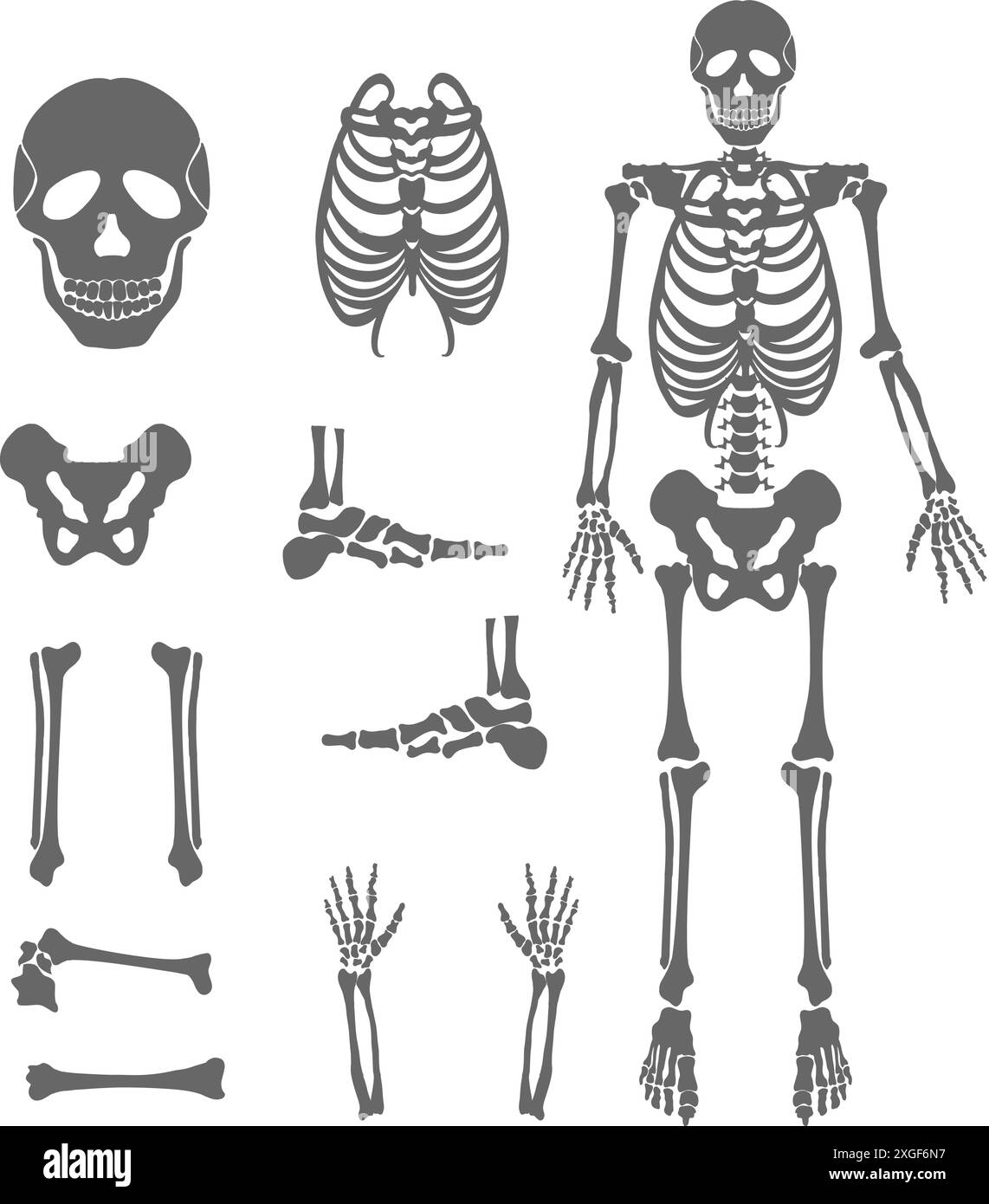 Human spine bone man profile Stock Vector Images - Alamy