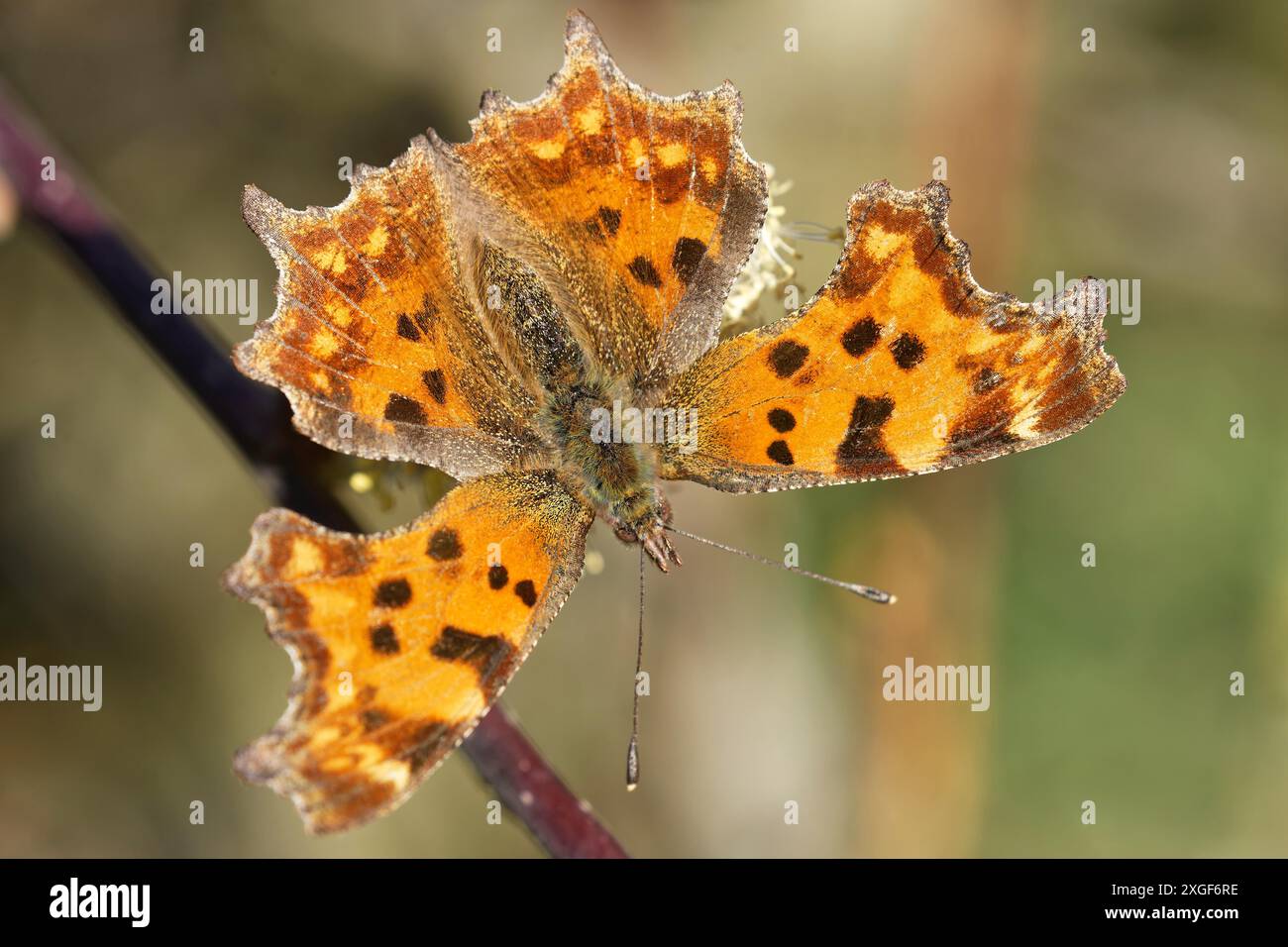 C-moth in spring at the willow catkin Stock Photo - Alamy